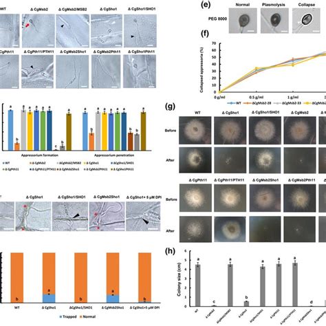 Appressorium Formation Assays On Hydrophobic And Hydrophilic Membranes