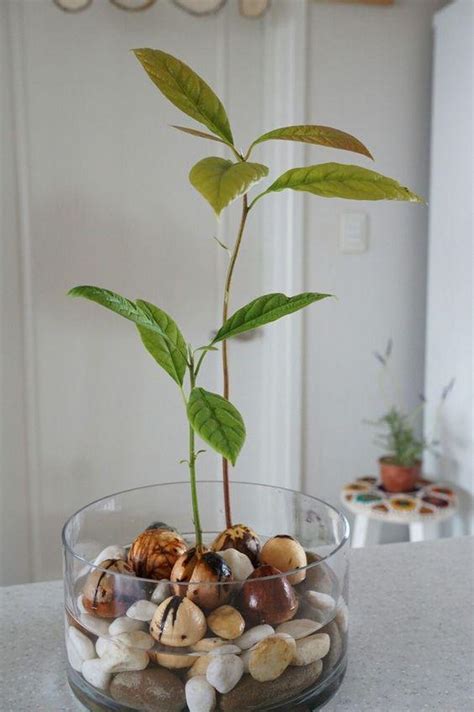 Germinating Avocado Seeds Long But Successful Process Rindoorplants