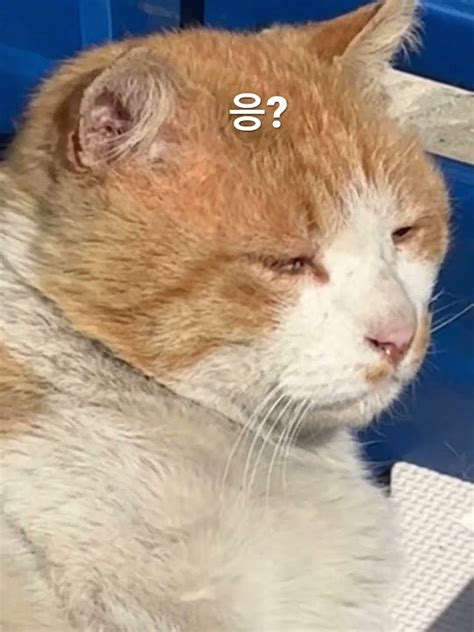 고양이 관찰일기 Youtube