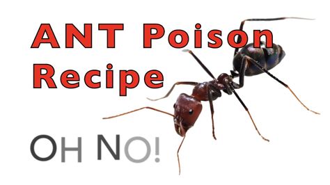 Boric Acid Carpenter Ants Recipe Besto Blog