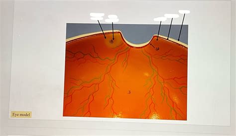Eye Diagram Quizlet
