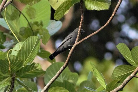 Sunshinecoastbirds Birding Palau In Micronesia