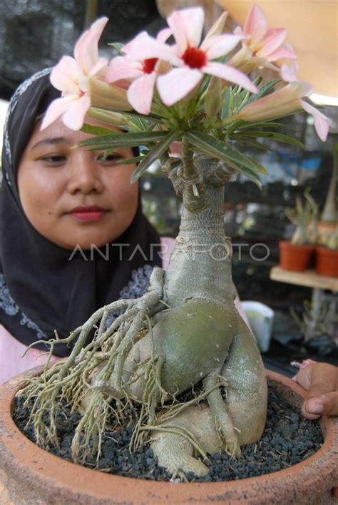 Amati Bunga Antara Foto