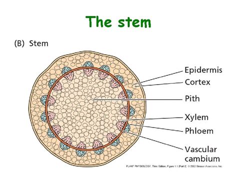 Tissues And Primary Growth Of Stems Chapter 5