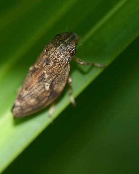 Pine Spittlebug Aphrophora Cribrata Bugguide Net