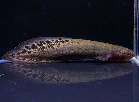 ネオケラトドス・フォルステリ（オーストラリア肺魚）緊急入荷 株式会社リオ｜熱帯魚、淡水魚、海水魚、サンゴ、水草、鳥、小動物、爬虫類