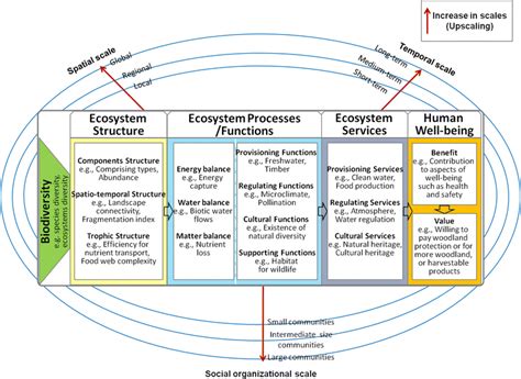 A Modified Cascade Framework From Biodiversity To Human Well Being