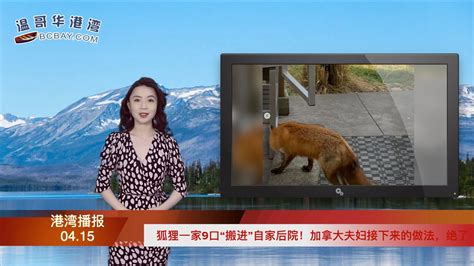 狐狸一家9口“搬进”自家后院！加拿大夫妇接下来的做法，绝了；美国疫苗再出问题：加拿大不取消强生疫苗合同；联邦反对党促政府效美澳 个人购买工作用