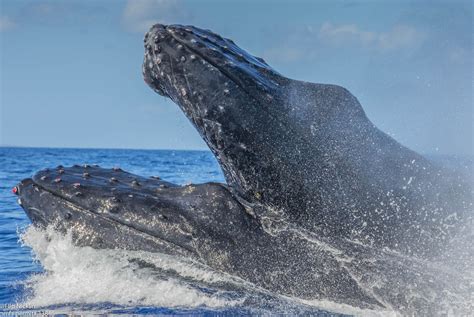 Mating Behavior