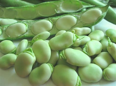 Vicia Faba L Plants Of The World Online Kew Science