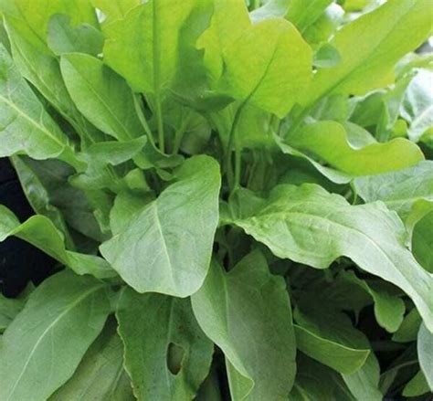 Sorrel Large Leaf Sorrel Lemony Perennial Herb 625 Seeds Fresh Gardening Usa Seller