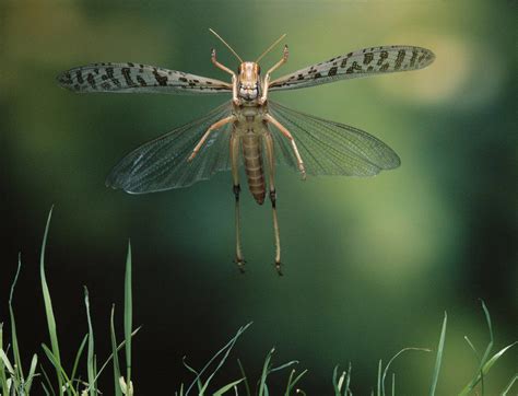 Desert Locust Schistocerca Gregaria Flying Superstock