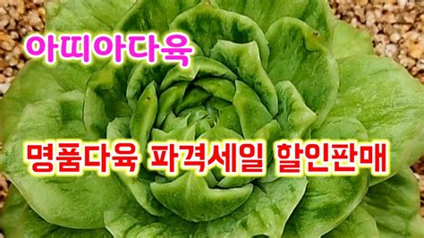 명품다육 파격세일판매 아띠아다육 다육재테크 Succulents 多肉植物 명품다육 Youtube