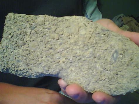 Fossil View 1 Member Collections The Fossil Forum