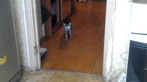 Мой котик Youtube