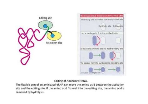 Charging Of Trna Aminoacyl Trna Synthetases Ppt