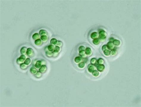 Prokaryote Chroococcales Chroococcus Limneticus