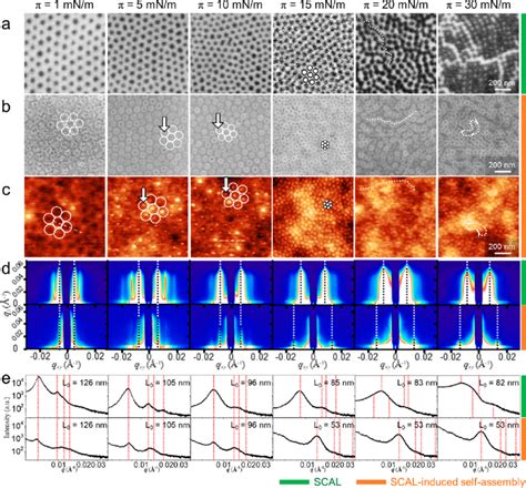 Scals And Scal Induced Self Assembly For Asymmetric Bcps A Sem