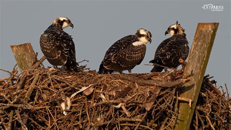 Ray Parisi Photography