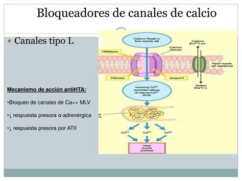 Ppt Fármacos Antihipertensivos Powerpoint Presentation Free Download