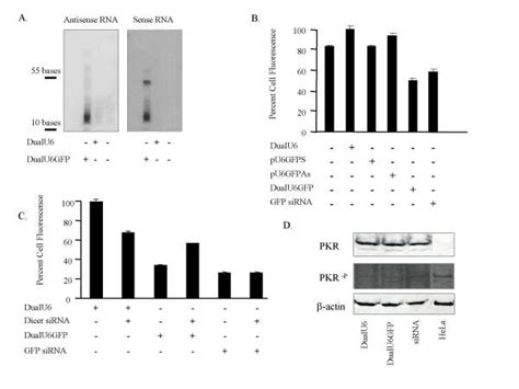 Gene Suppression By Complementary Rnas Expressed From A U6 Convergent Download Scientific