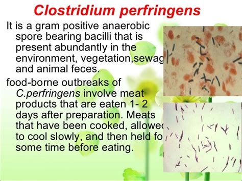 Bacterial Food Poisoning