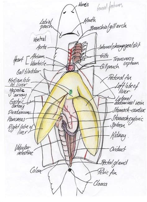 Shark Reproductive System Diagram Shark Reproductive System