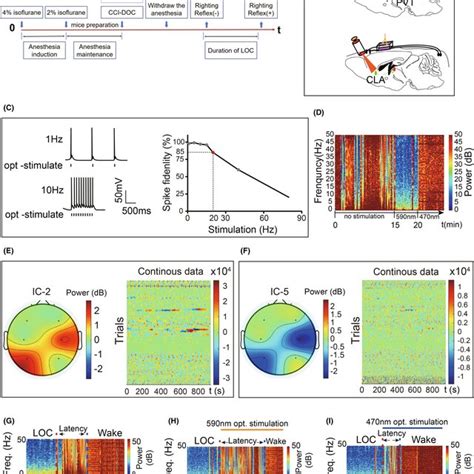 Activation Of Glutamatergic Neurons Induces Arousal From Doc A Flow