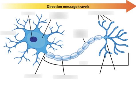 Neuron Diagram Quizlet