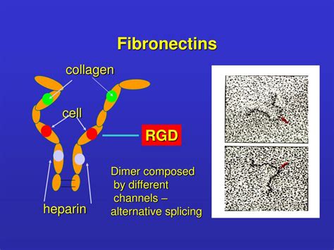 Ppt Adhesion Cell Junctions Powerpoint Presentation Free Download Id 404906