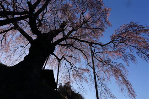 福島県の一本桜 7郡山市上石の不動桜 GANREF