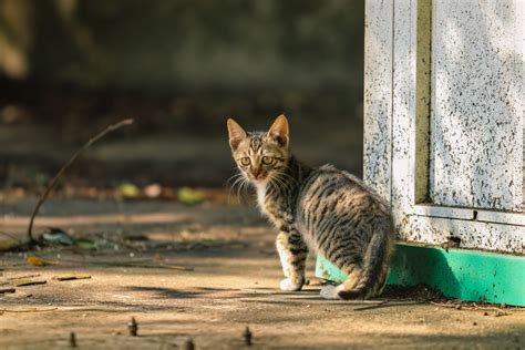 流浪小猫素材 流浪小猫模板 流浪小猫图片免费下载 设图网