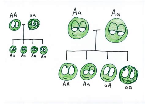 Genetics Drawing