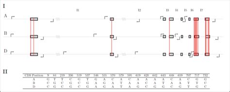Example For An Intron Exon Structure Intron Length Differences Exon