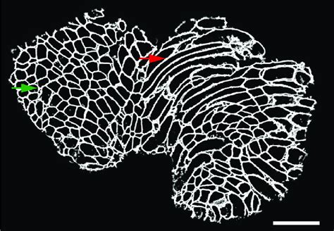 A Representative Image Of Muscle Cryosection Download Scientific Diagram