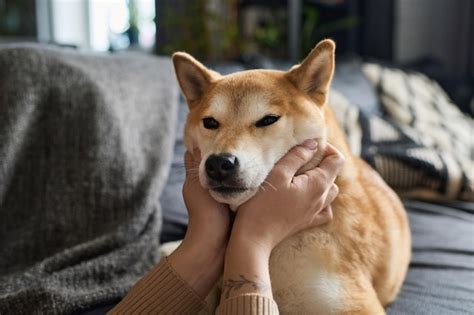 Premium Photo Woman Expressing Love For Her Shiba Inu