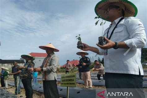 BI Dan Pemkot Kendari Tanam Cabe Dan Bawang Merah Kendalikan Inflasi