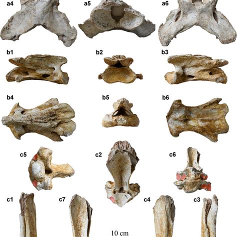 Pdf An Oligocene Giant Rhino Provides Insights Into Paraceratherium
