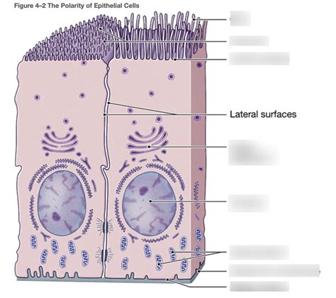 Biol221 Histology I Intro And Epithelial Tissue Diagram Quizlet