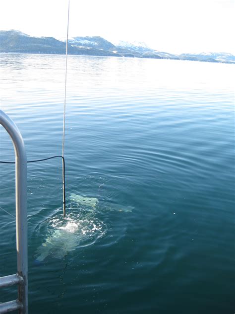Acoustic Surveys Prince William Sound Science Center