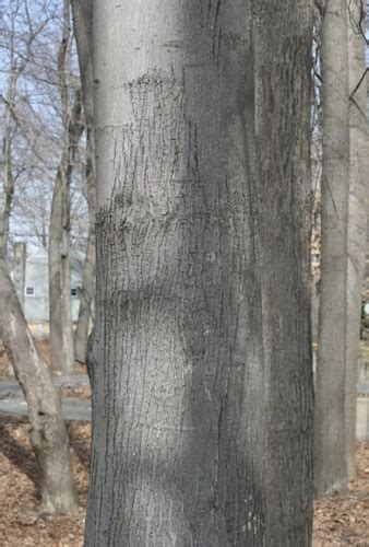 Tree Morphology Practical Exam Flashcards Quizlet Tree Morphology Practical Exam Flashcards Quizlet