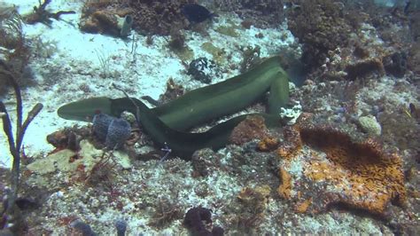 Green Moray Eels Mating Hd Youtube