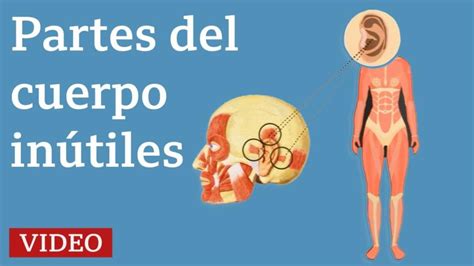 6 Partes Del Cuerpo Que Ya No Necesitamos Para Nada