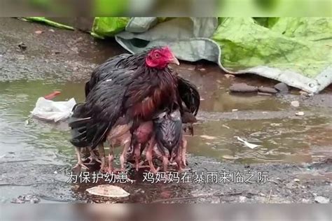 “父爱如山体滑坡”？父女遭遇恶犬袭击，此时父亲的举动绝了父女袭击山体