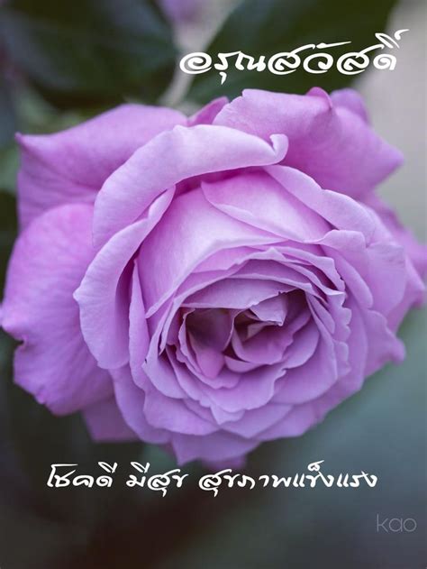 ปักพินโดย มรรษมน พูนอ้อย ใน เสาร์ ดอกไม้สีม่วง ดอกไม้ สวัสดีตอนเช้า