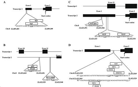 Transcription Factor Binding Analysis A Differentially Methylated