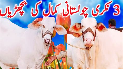 Cholistani Nukri Gulabi Bachrian Near Luden Cow Mandi Global Village Farming Youtube