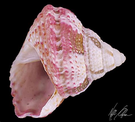 Gibbula Fanulum