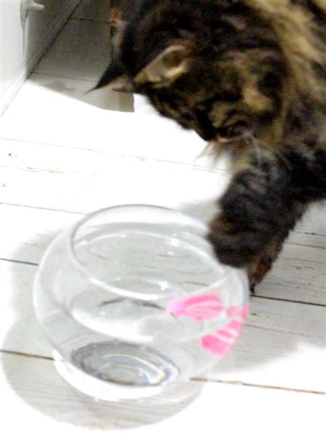 Interactive Electric Cat Toy Yoyo Rotating Flutter Puzzle Ball