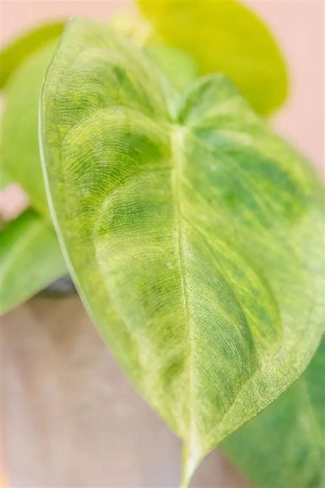 Syngonium Macrophyllum Ice Frost — Plantologie